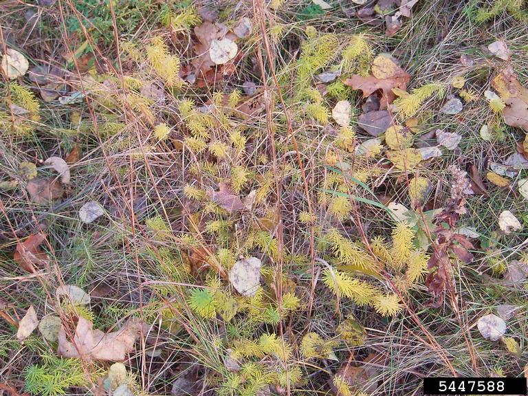cypress spurge (Euphorbia cyparissias L.)