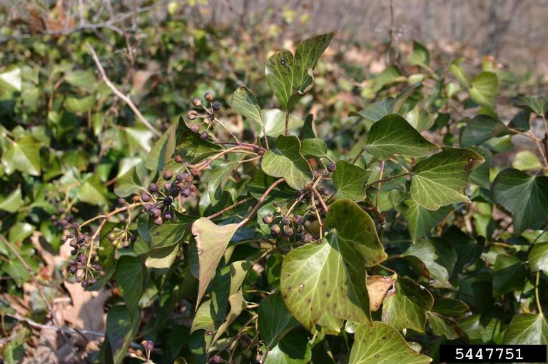 English ivy (Hedera helix L.)