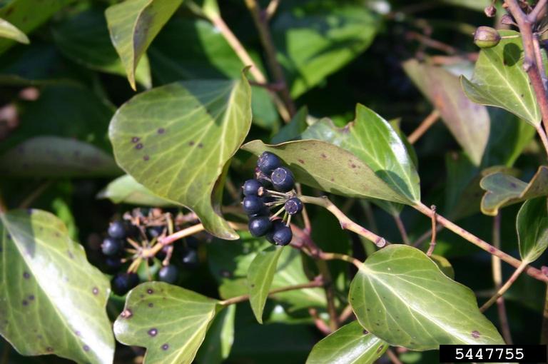 English ivy (Hedera helix L.)