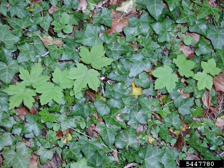 English ivy (Hedera helix L.)
