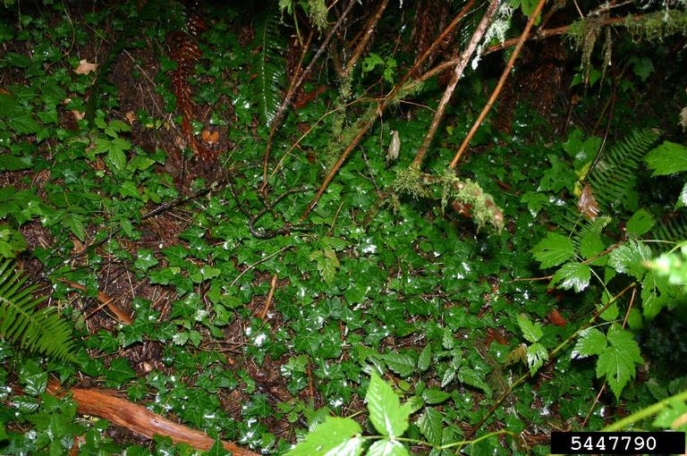 English ivy (Hedera helix L.)