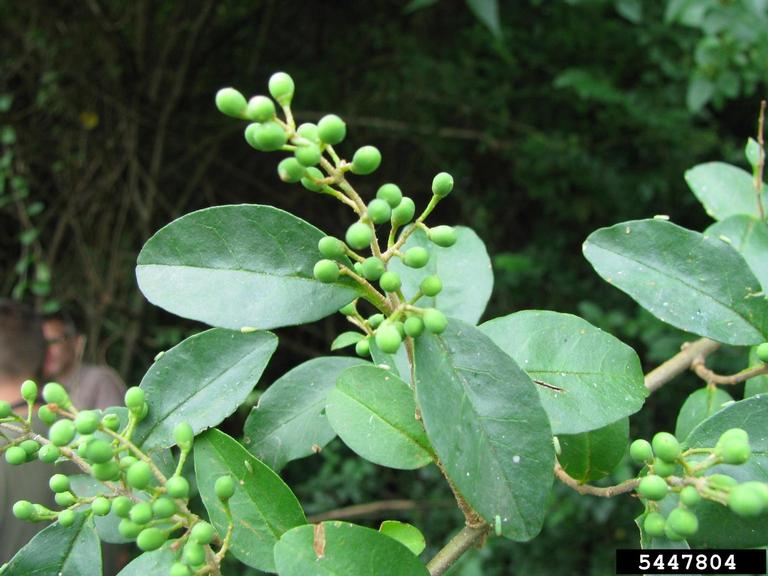 Chinese privet (Ligustrum sinense)