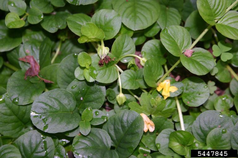 creeping yellow loosestrife, creeping Jenny (Lysimachia nummularia L.)