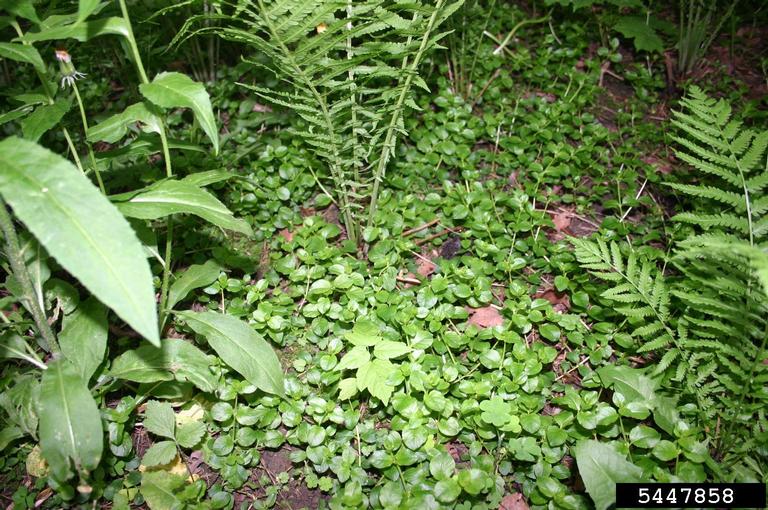 creeping yellow loosestrife, creeping Jenny (Lysimachia nummularia L.)