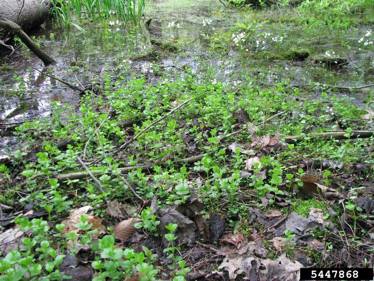 creeping yellow loosestrife, creeping Jenny (Lysimachia nummularia L.)
