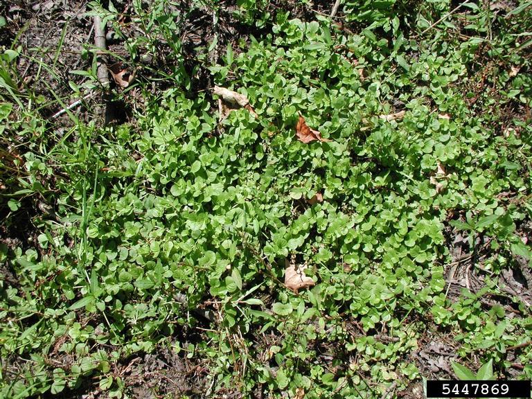 creeping yellow loosestrife, creeping Jenny (Lysimachia nummularia L.)