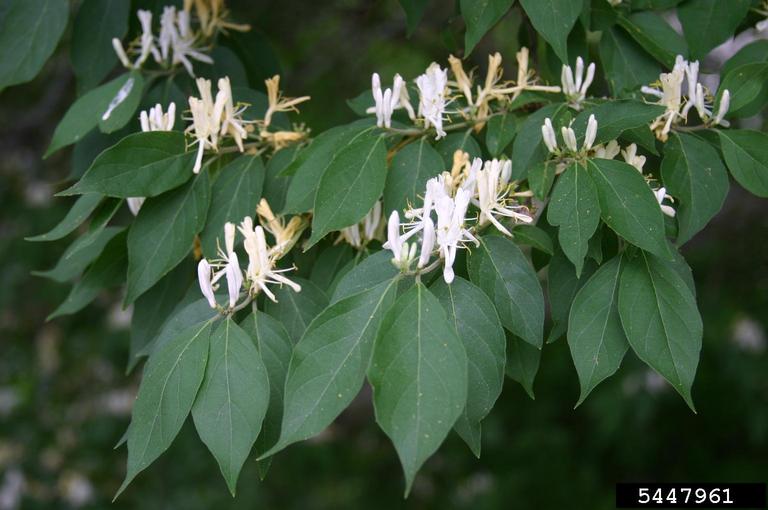Amur honeysuckle (Lonicera maackii (Rupr.) Herder)