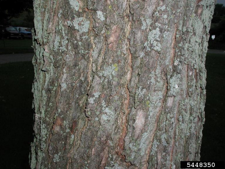 Sycamore maple (Acer pseudoplatanus L.)