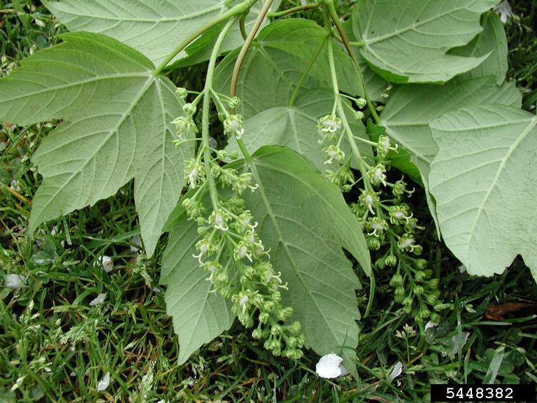 Sycamore maple (Acer pseudoplatanus L.)
