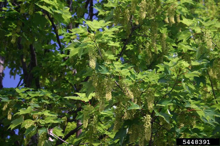 Sycamore maple (Acer pseudoplatanus L.)