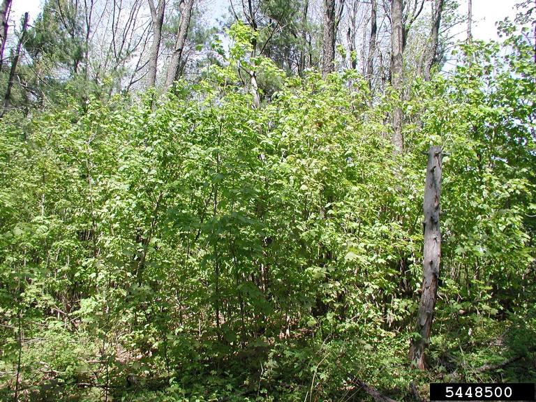 Norway maple (Acer platanoides L.)