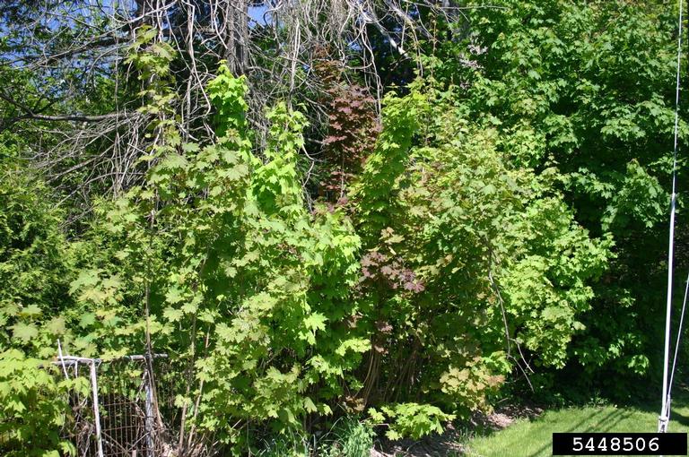 Norway maple (Acer platanoides L.)