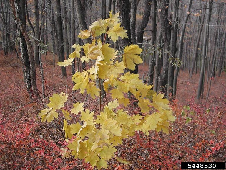 Norway maple (Acer platanoides L.)