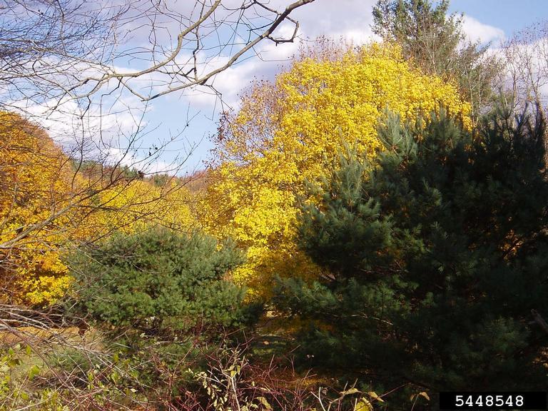 Norway maple (Acer platanoides L.)