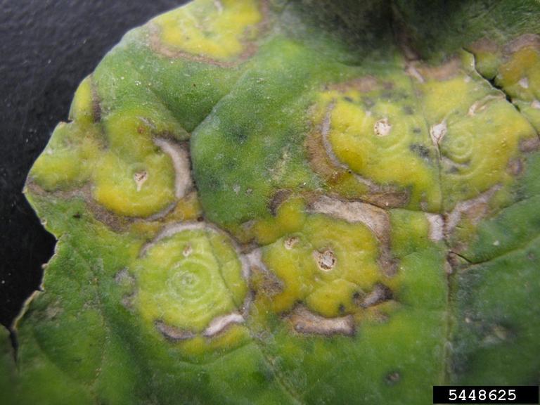 tomato spotted wilt virus (TSWV) (Tospovirus Tomato spotted wilt virus)