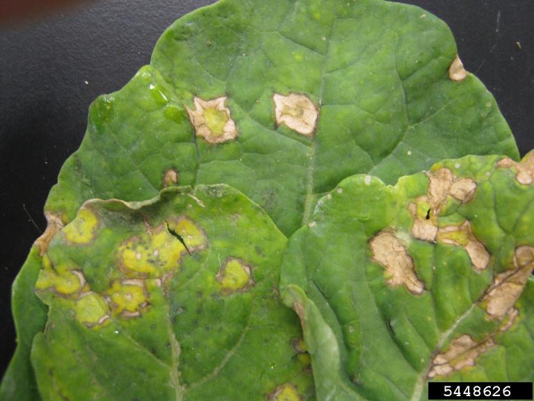 tomato spotted wilt virus (TSWV) (Tospovirus Tomato spotted wilt virus)