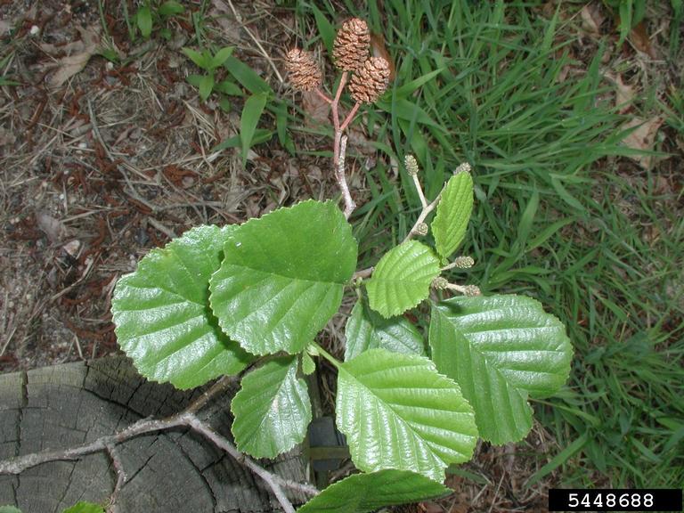 European black alder (Alnus glutinosa (L.) Gaertn.)