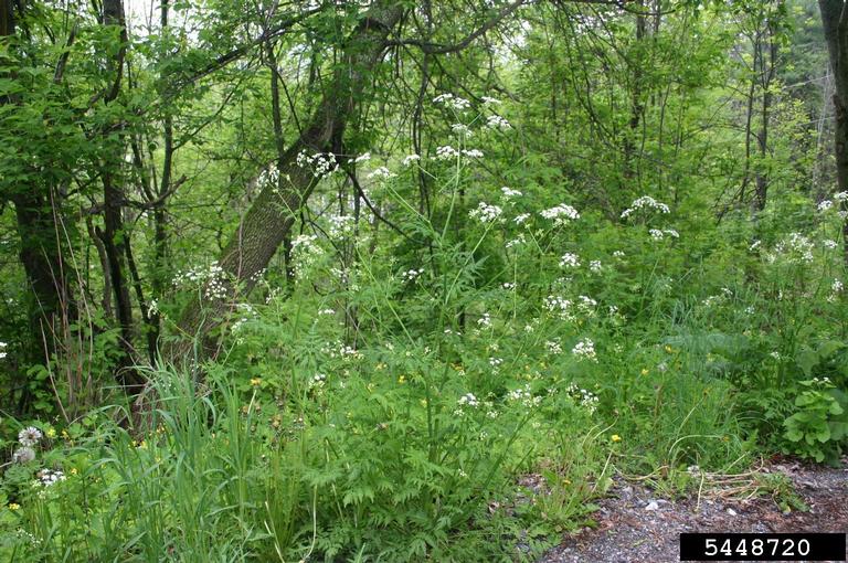 wild chervil (Anthriscus sylvestris (L.) Hoffmann)