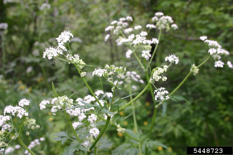 wild chervil (Anthriscus sylvestris (L.) Hoffmann)