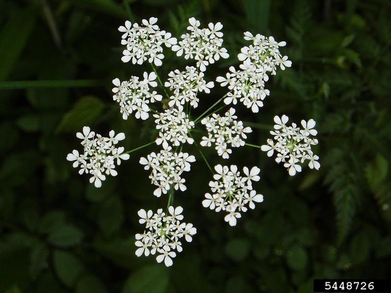 wild chervil (Anthriscus sylvestris (L.) Hoffmann)