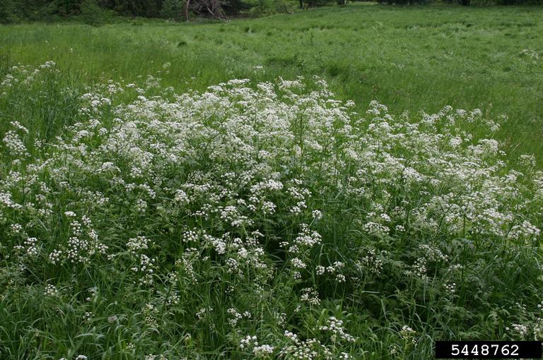 wild chervil (Anthriscus sylvestris)