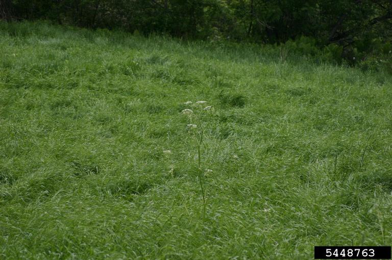 wild chervil (Anthriscus sylvestris (L.) Hoffmann)