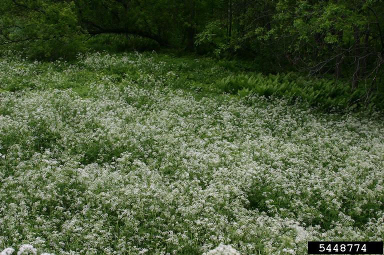 wild chervil (Anthriscus sylvestris (L.) Hoffmann)