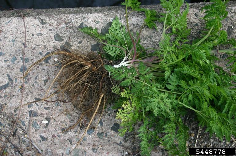 wild chervil (Anthriscus sylvestris (L.) Hoffmann)