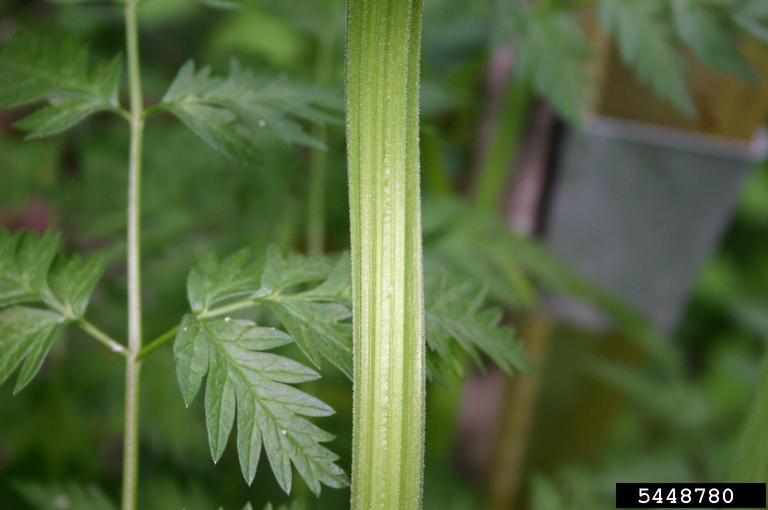 wild chervil (Anthriscus sylvestris (L.) Hoffmann)