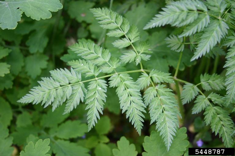 wild chervil (Anthriscus sylvestris (L.) Hoffmann)