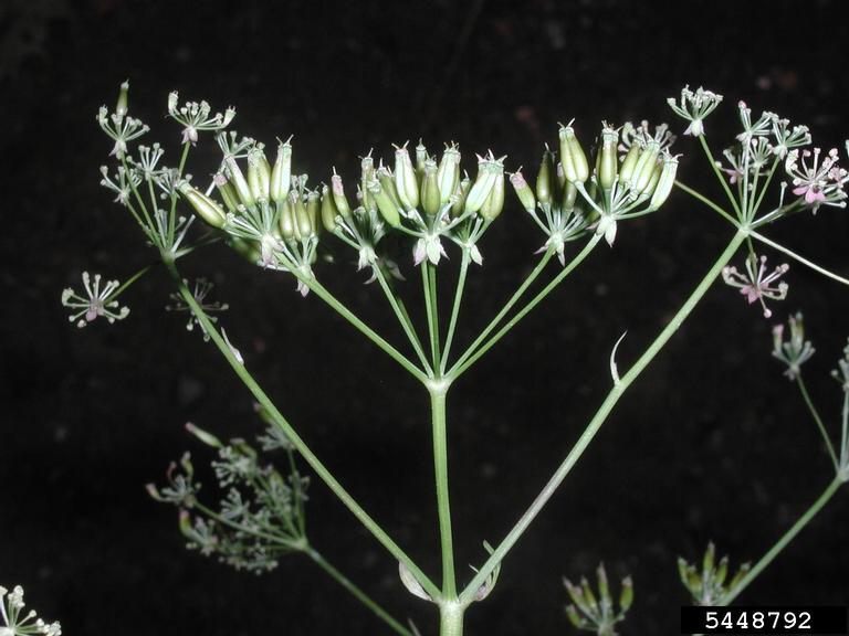 wild chervil (Anthriscus sylvestris (L.) Hoffmann)