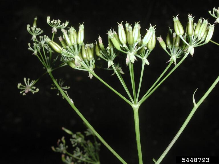 wild chervil (Anthriscus sylvestris (L.) Hoffmann)