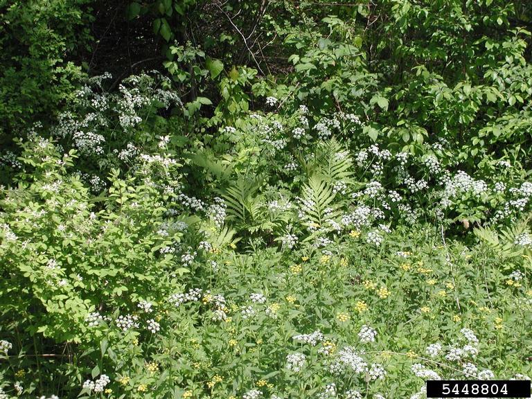 wild chervil (Anthriscus sylvestris (L.) Hoffmann)