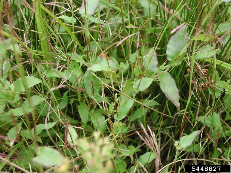 small carpetgrass, joint-head grass (Arthraxon hispidus (Thunb.) Makino)
