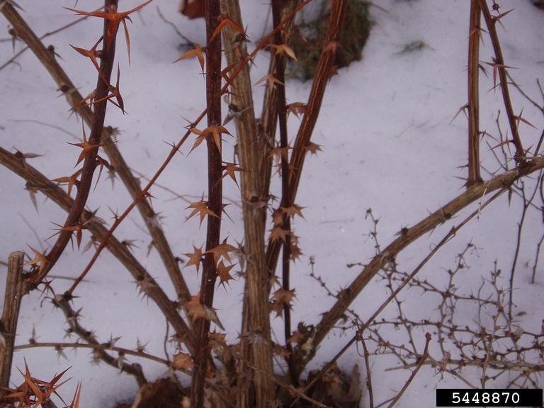 common barberry (Berberis vulgaris L)
