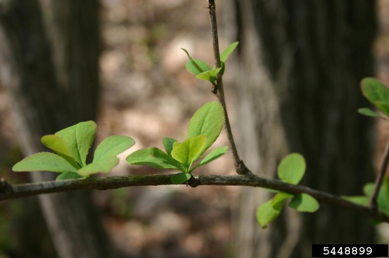 common barberry (Berberis vulgaris L)