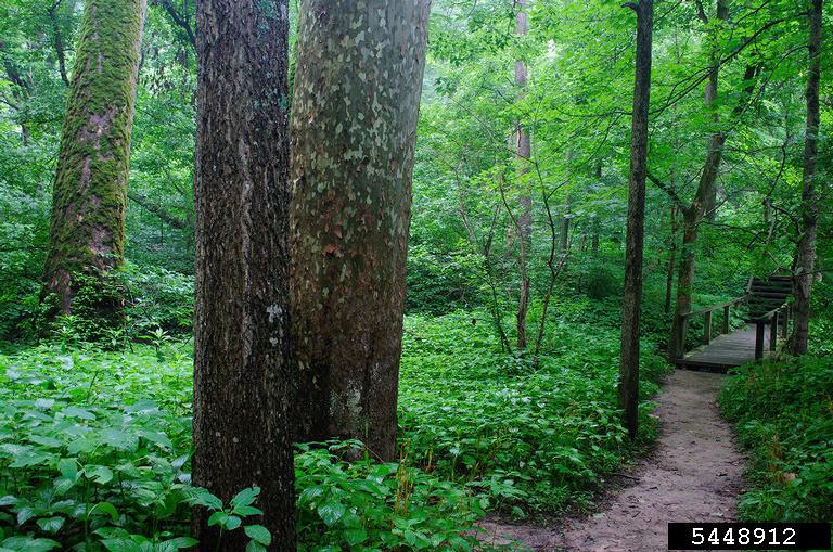 American sycamore (Platanus occidentalis)
