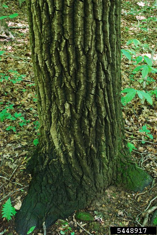 bigtooth aspen (Populus grandidentata)