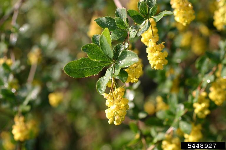 common barberry (Berberis vulgaris L)