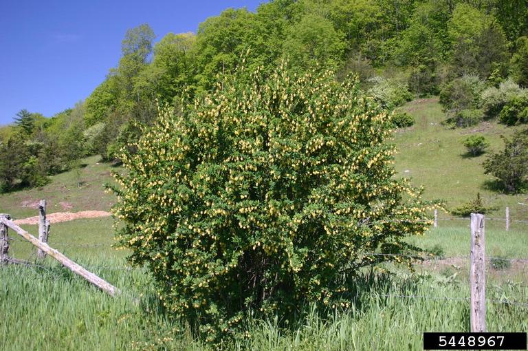 common barberry (Berberis vulgaris L)