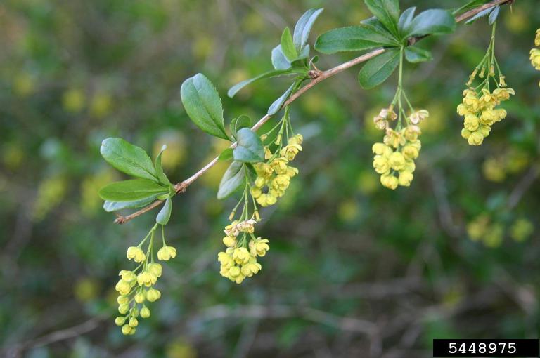 common barberry (Berberis vulgaris L)