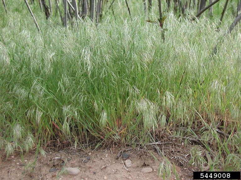 cheatgrass, downy brome (Bromus tectorum L.)