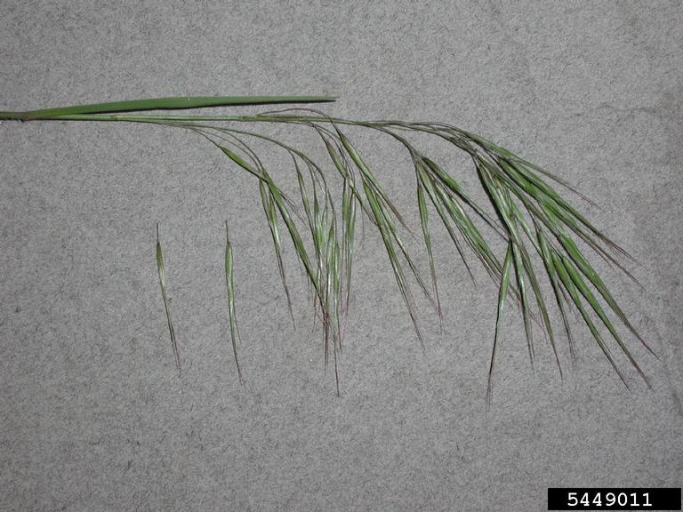 cheatgrass, downy brome (Bromus tectorum L.)