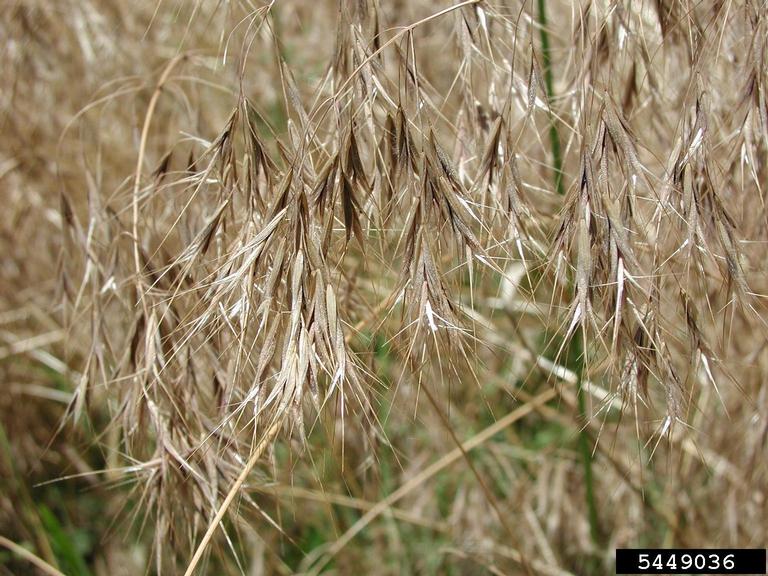 cheatgrass, downy brome (Bromus tectorum L.)