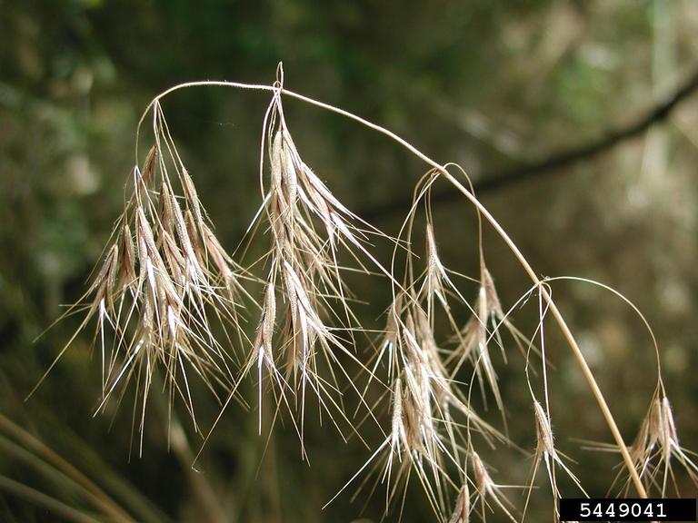 cheatgrass, downy brome (Bromus tectorum L.)