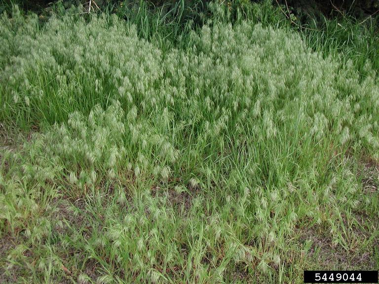 cheatgrass, downy brome (Bromus tectorum L.)
