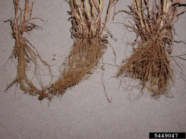 cheatgrass, downy brome (Bromus tectorum L.)