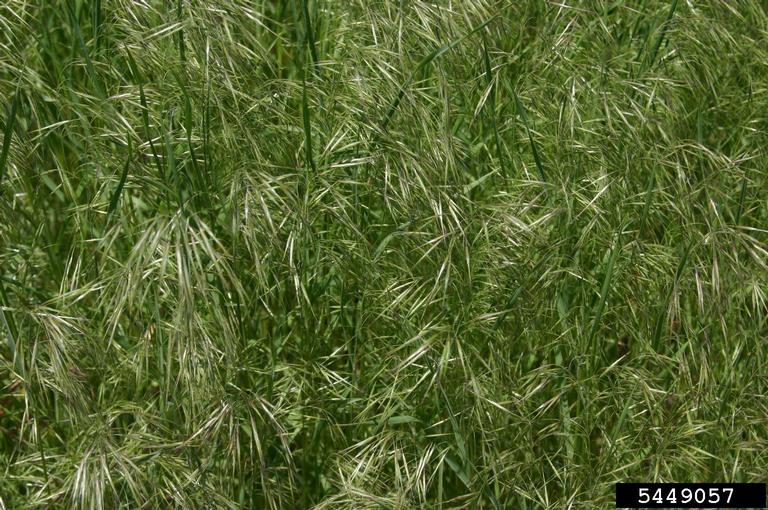 cheatgrass, downy brome (Bromus tectorum L.)
