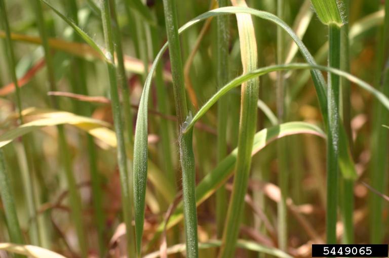 cheatgrass, downy brome (Bromus tectorum L.)