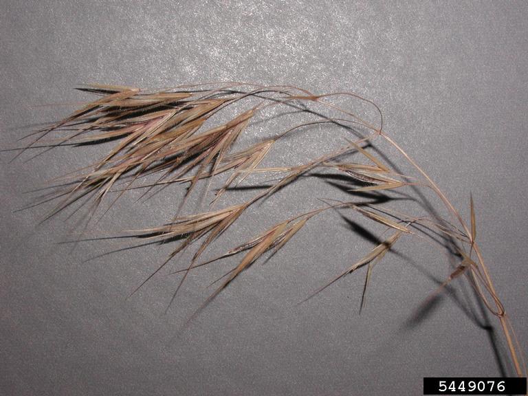 cheatgrass, downy brome (Bromus tectorum L.)